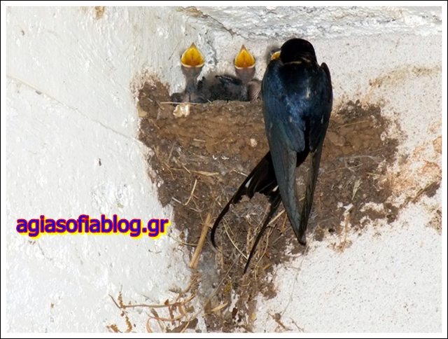 Η Χελιδονοφωλιά. – Αγία Σοφία Blog